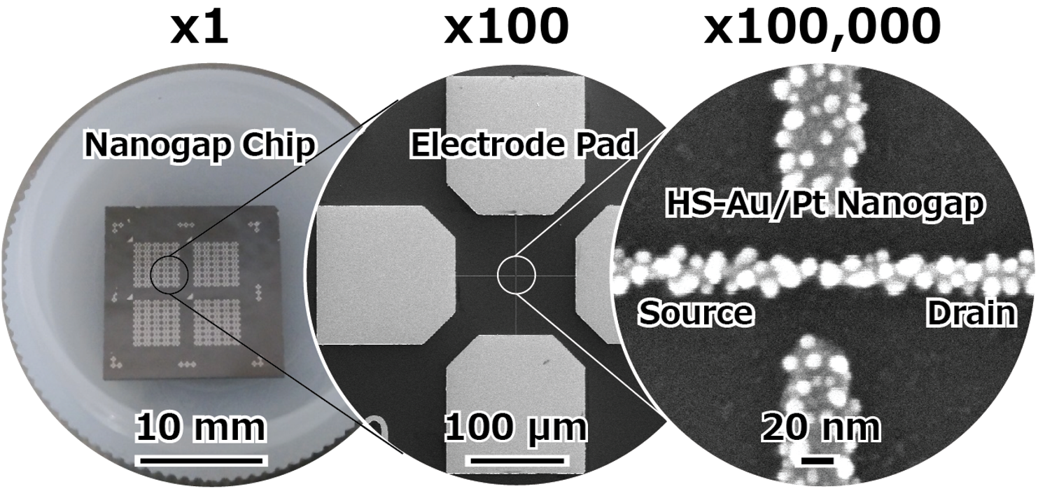 Research – 真島・伊澤研究室